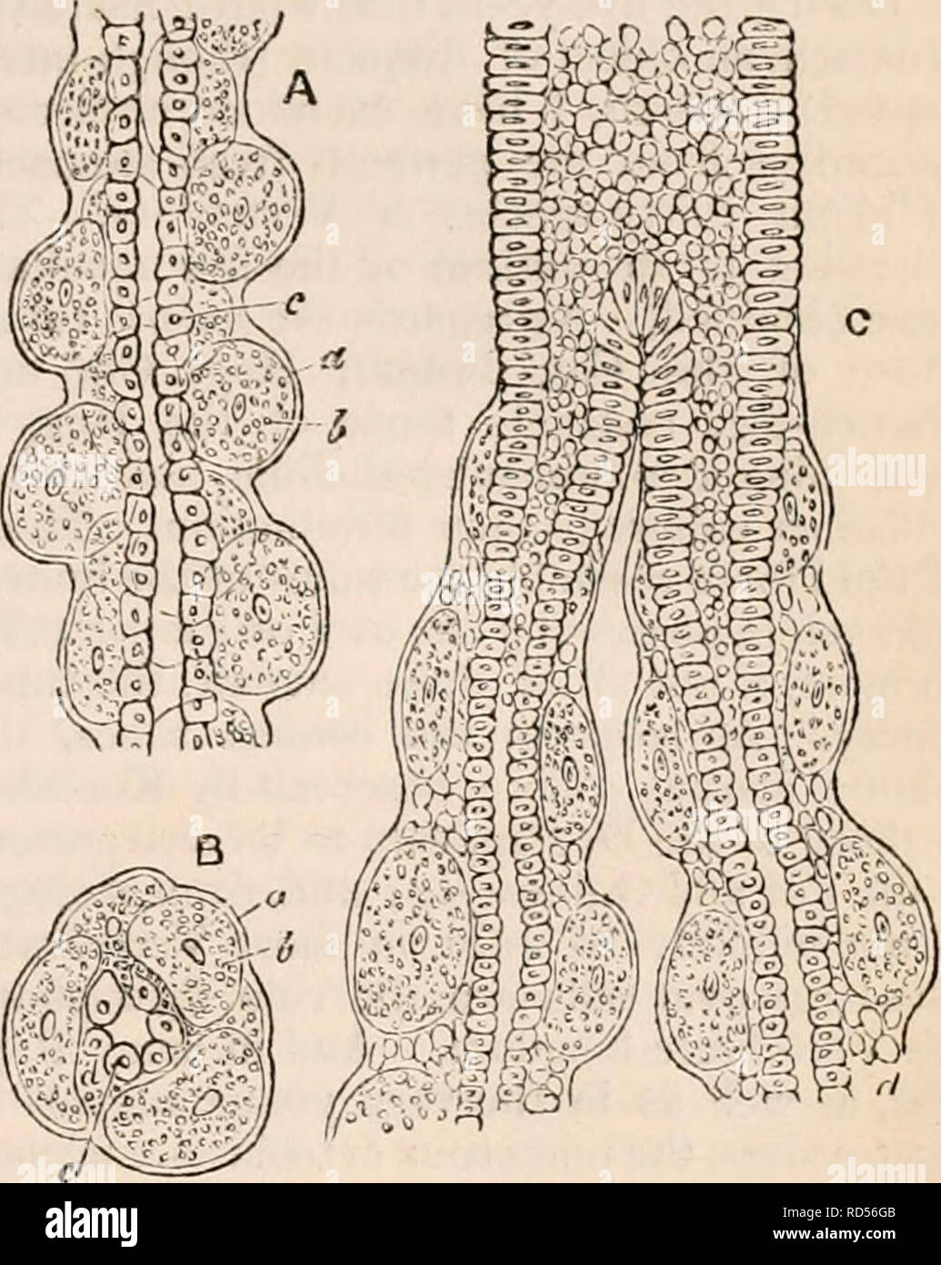 . The cyclopædia of anatomy and physiology. Anatomy; Physiology ...
