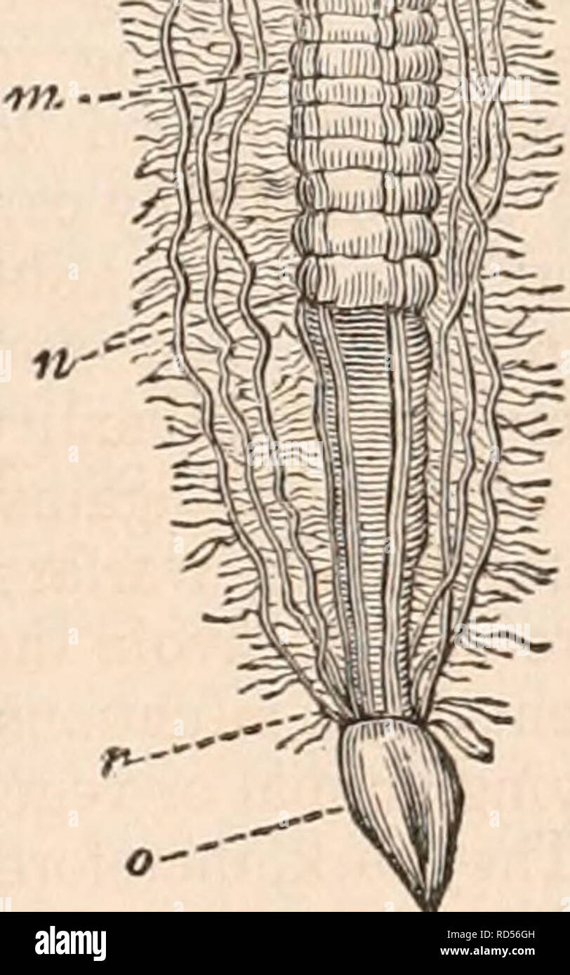 Booksubjectzoology spider anatomy hi-res stock photography and images ...