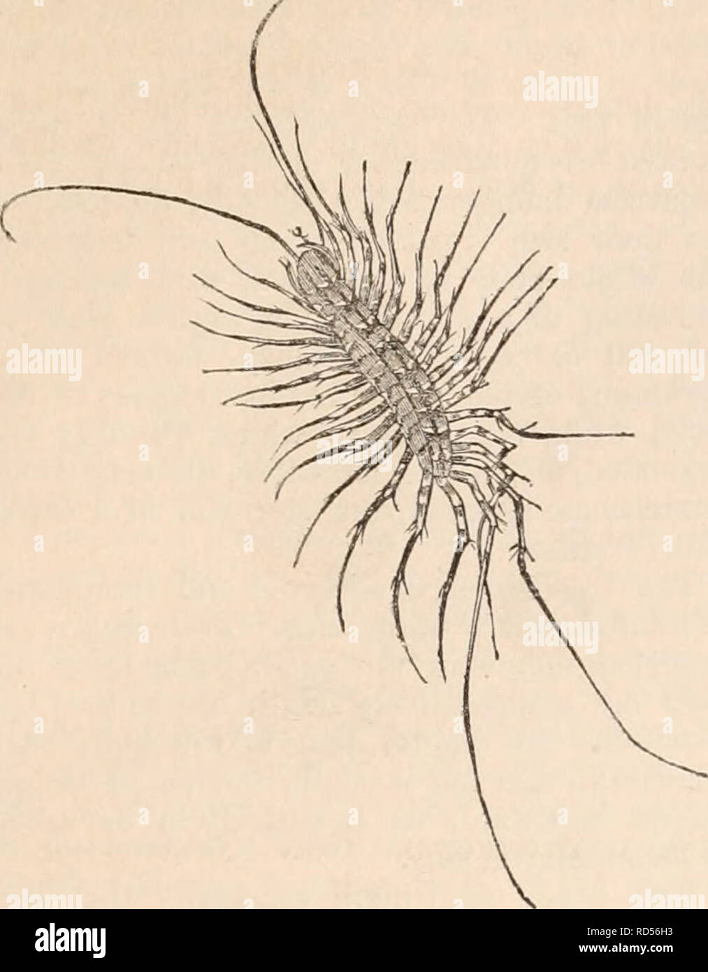. The cyclopædia of anatomy and physiology. Anatomy; Physiology ...
