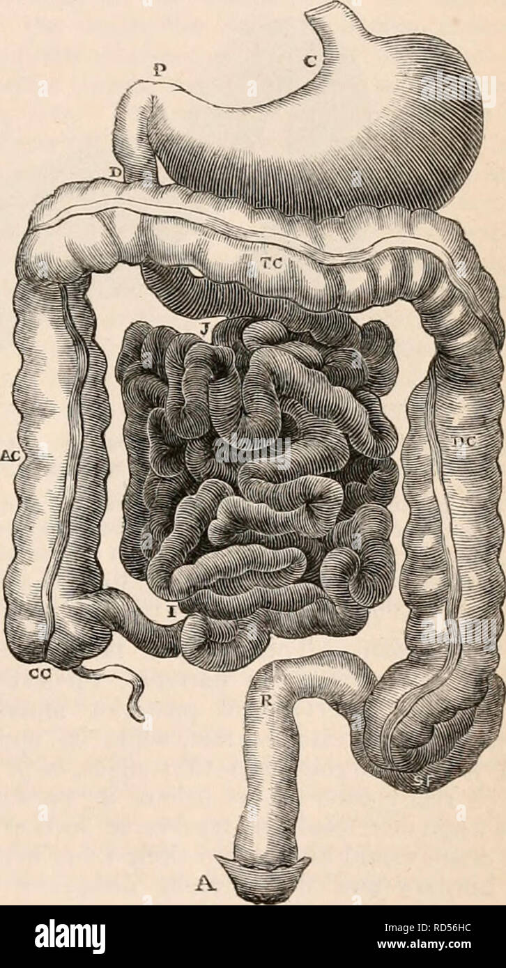 . The cyclopædia of anatomy and physiology. Anatomy; Physiology ...
