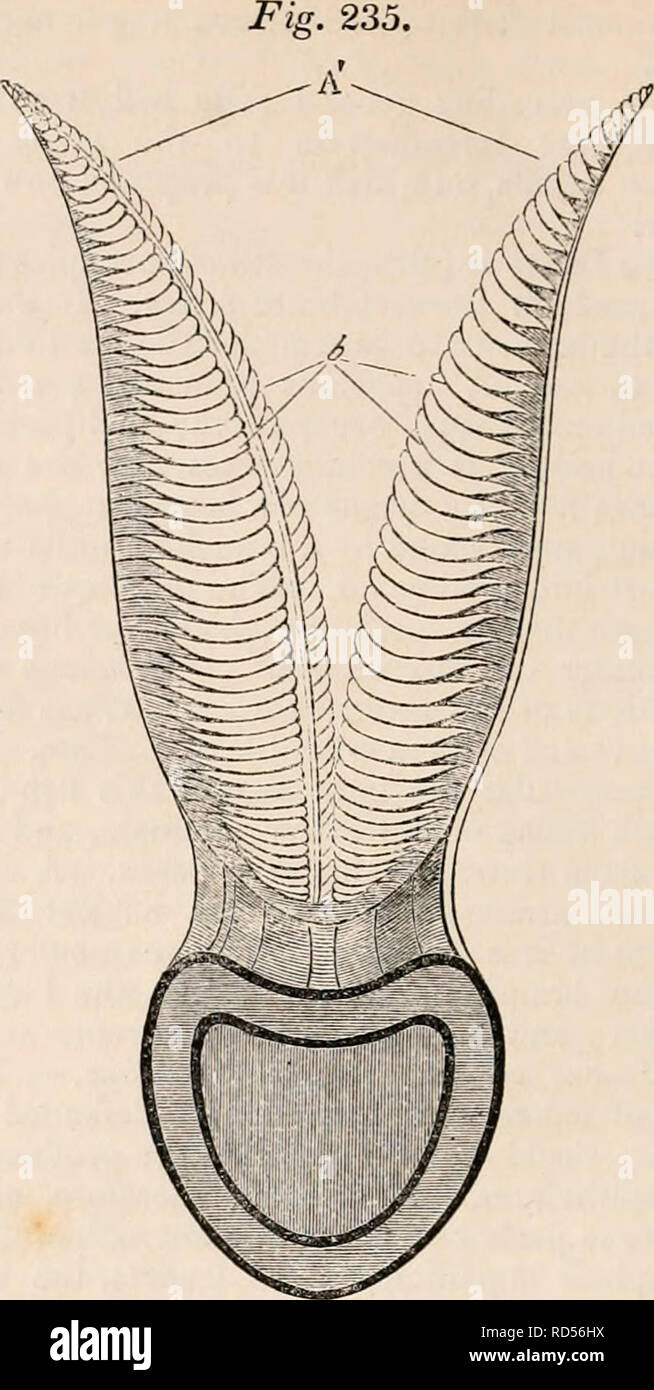 . The cyclopædia of anatomy and physiology. Anatomy; Physiology ...