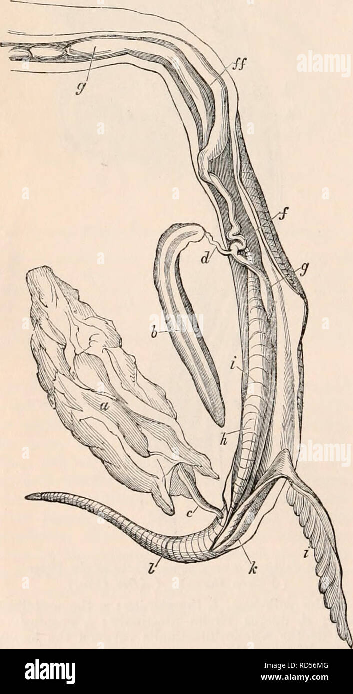 . The cyclopædia of anatomy and physiology. Anatomy; Physiology ...