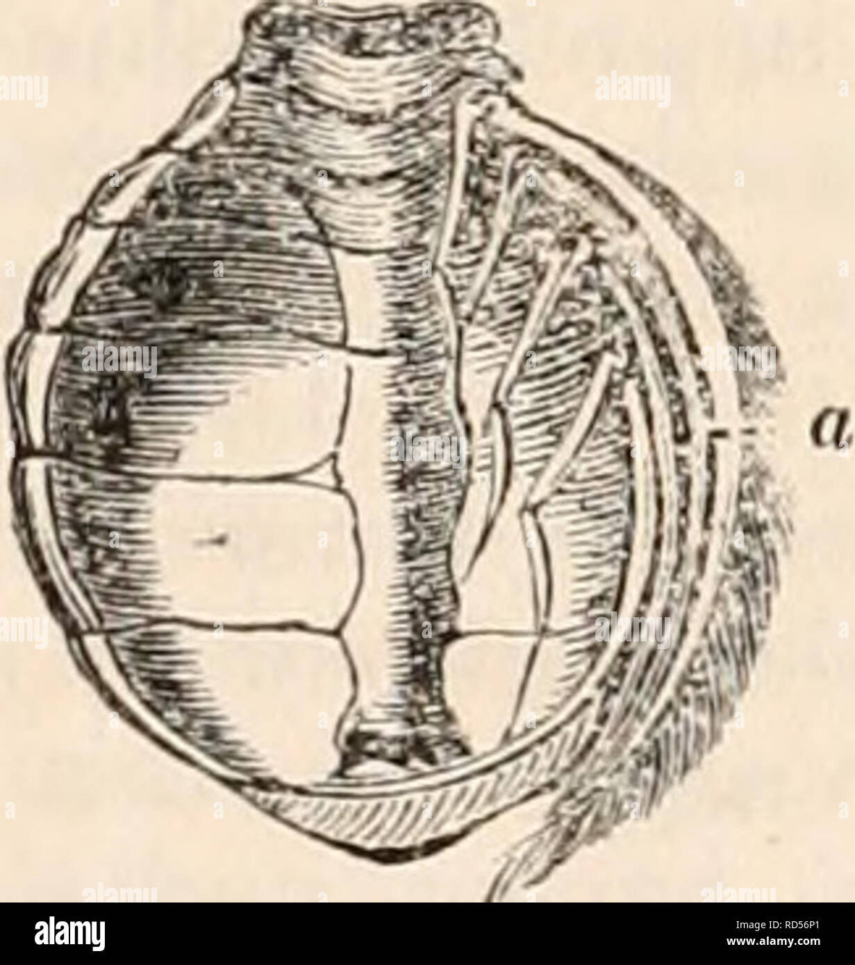 Squilla anatomy hi-res stock photography and images - Alamy