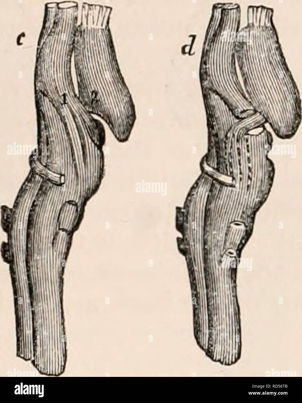 . The cyclopædia of anatomy and physiology. Anatomy; Physiology ...