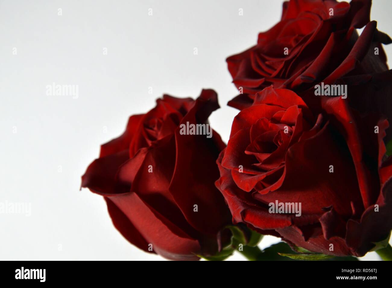 Three red rose on white background, for Valentine’s day Stock Photo - Alamy