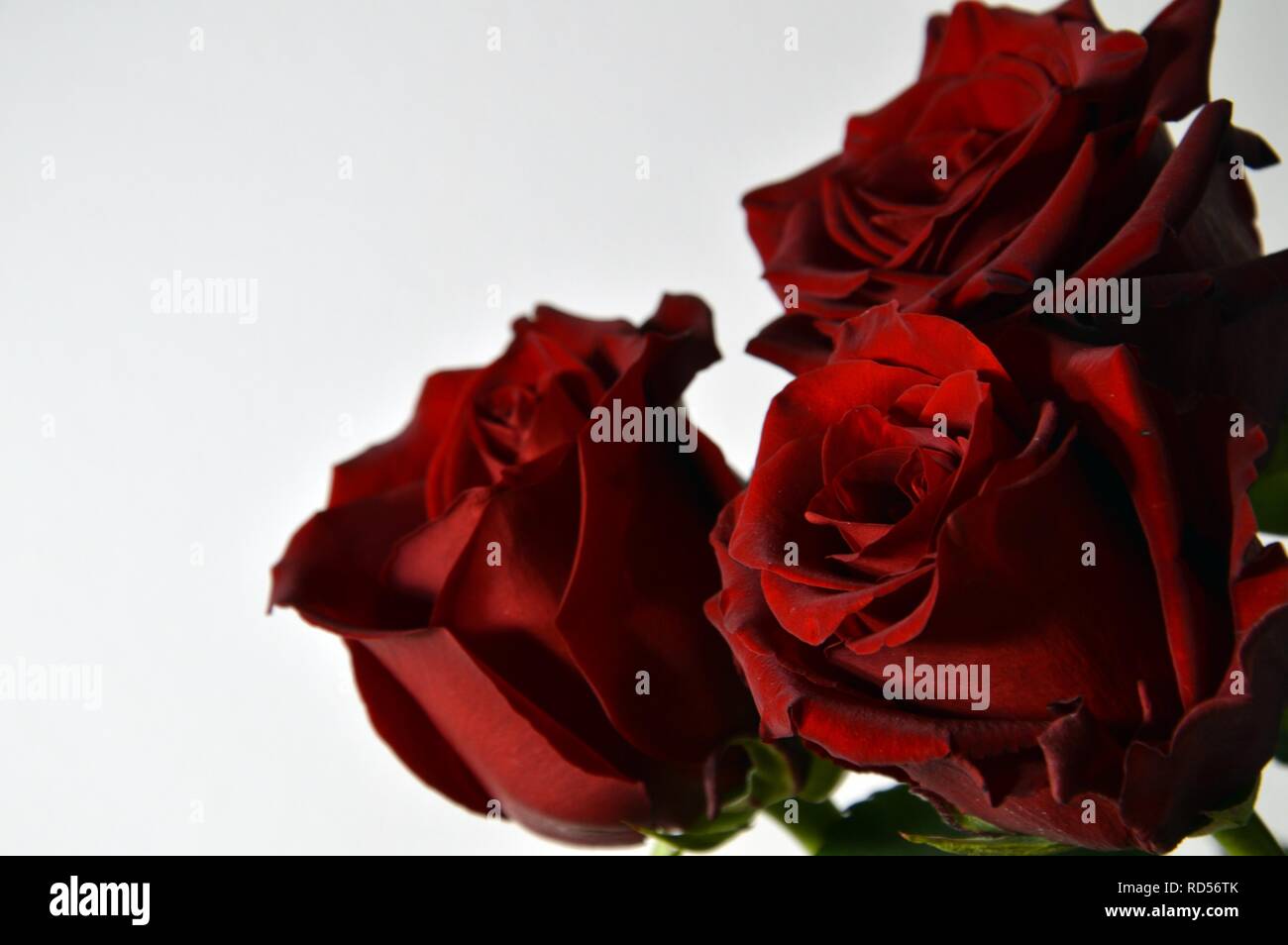 Three red rose on white background, for Valentine’s day Stock Photo - Alamy