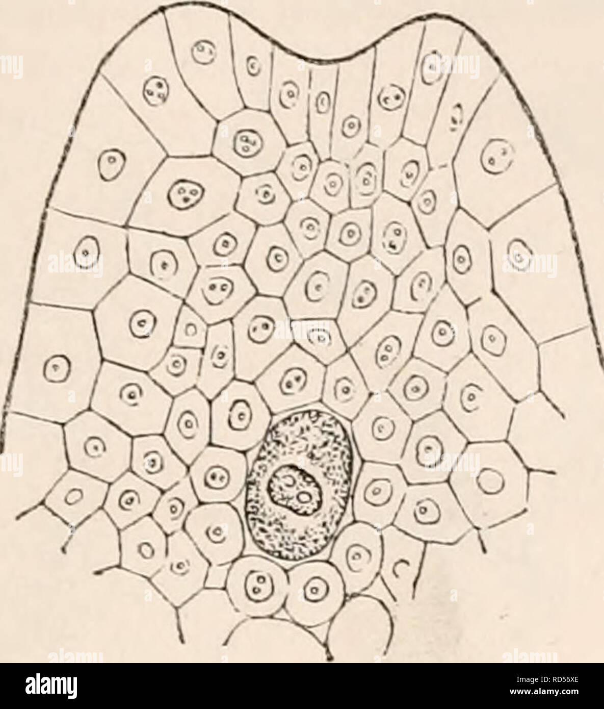 . The cyclopædia of anatomy and physiology. Anatomy; Physiology ...