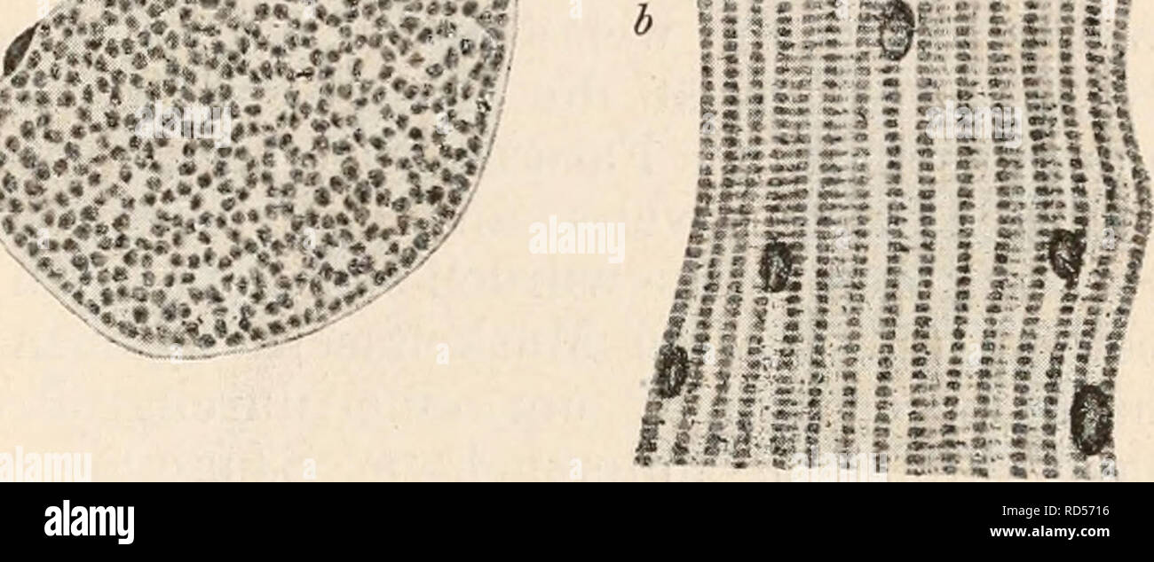 . Elektrophysiologie. Bau und Structur der Muskeln. 27 schichte. Einen ...