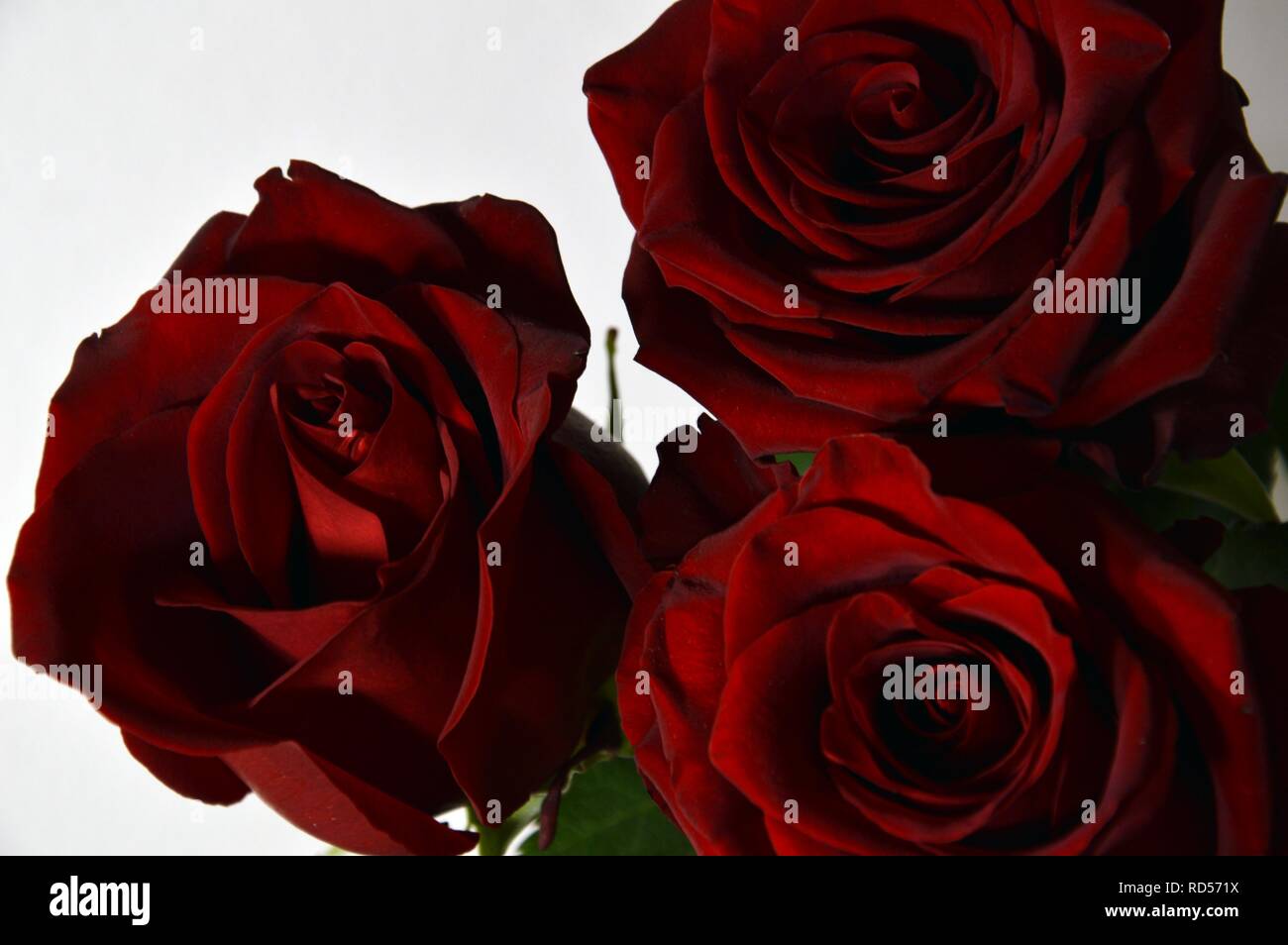 Three red rose on white background, for Valentine’s day Stock Photo - Alamy