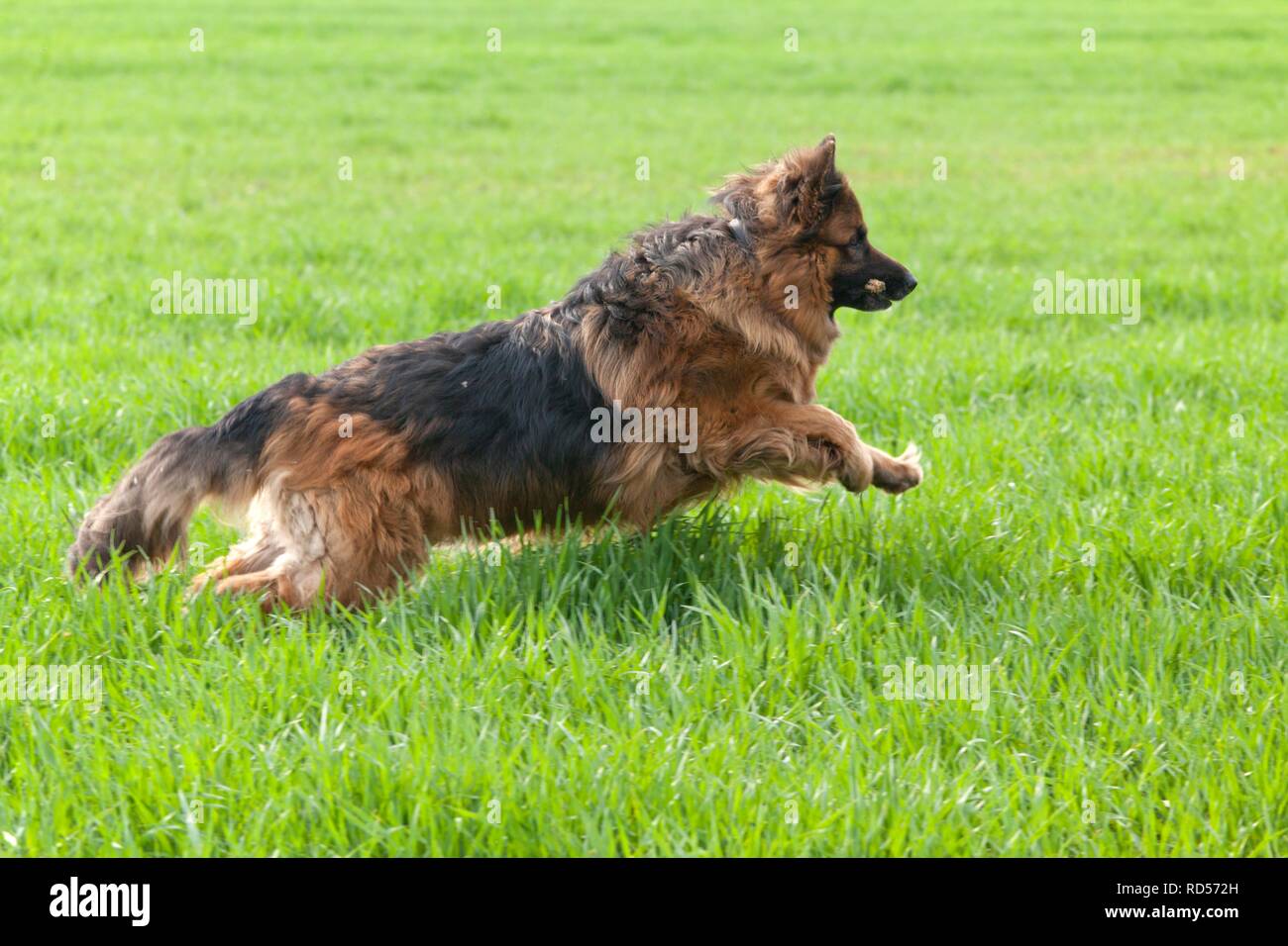 Longhaired, Old German Shepherd Dog running over a field Stock Photo ...