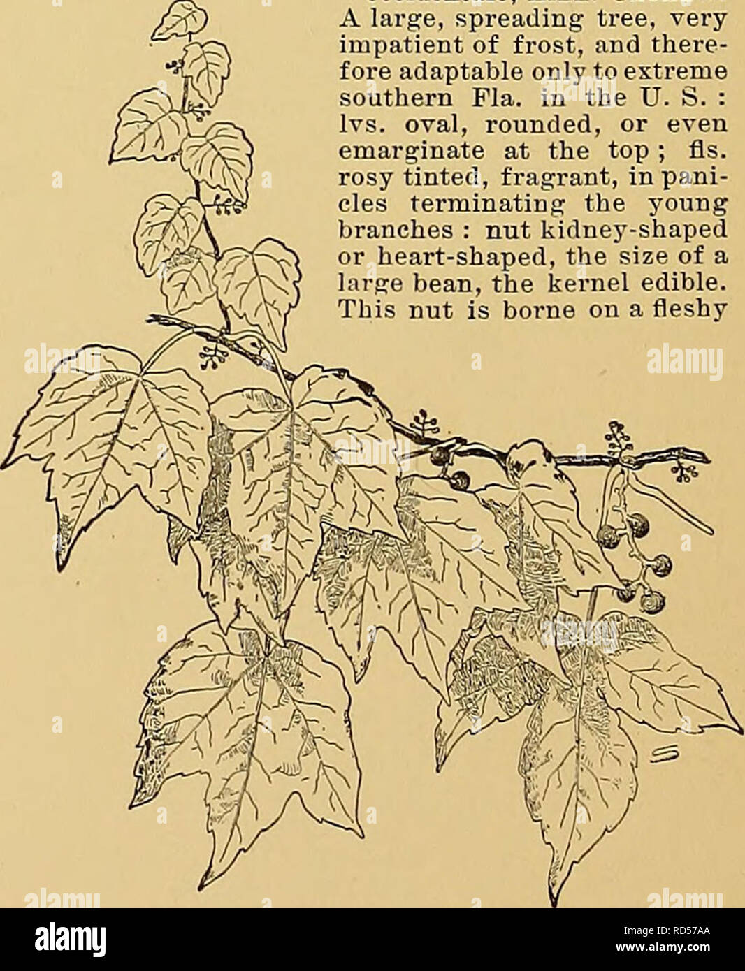 Digitate leaf hi-res stock photography and images - Alamy