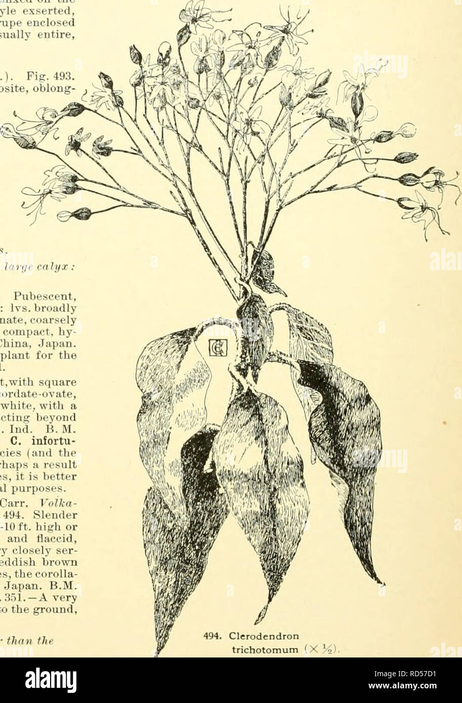 Long tubular campanulate flowers hi-res stock photography and images ...