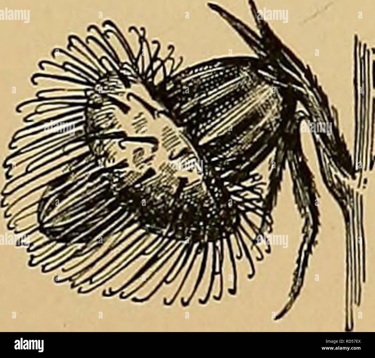 Stoloniferous creeping plants hi-res stock photography and images - Alamy