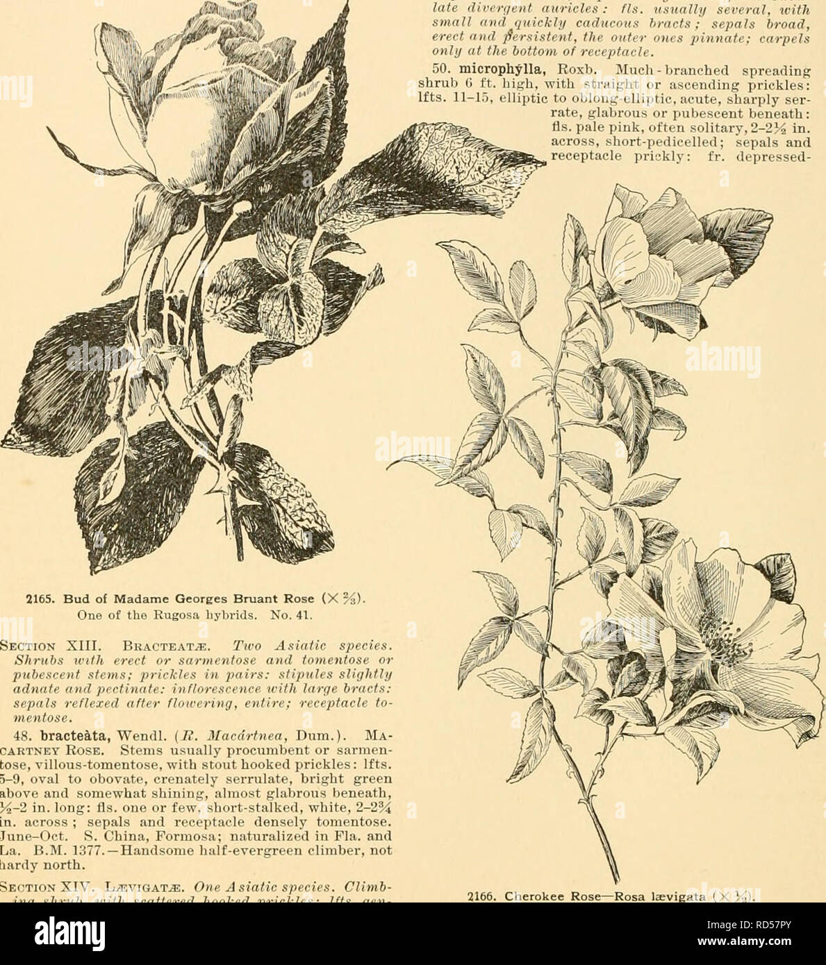 . Cyclopedia of American horticulture : comprising suggestions for ...