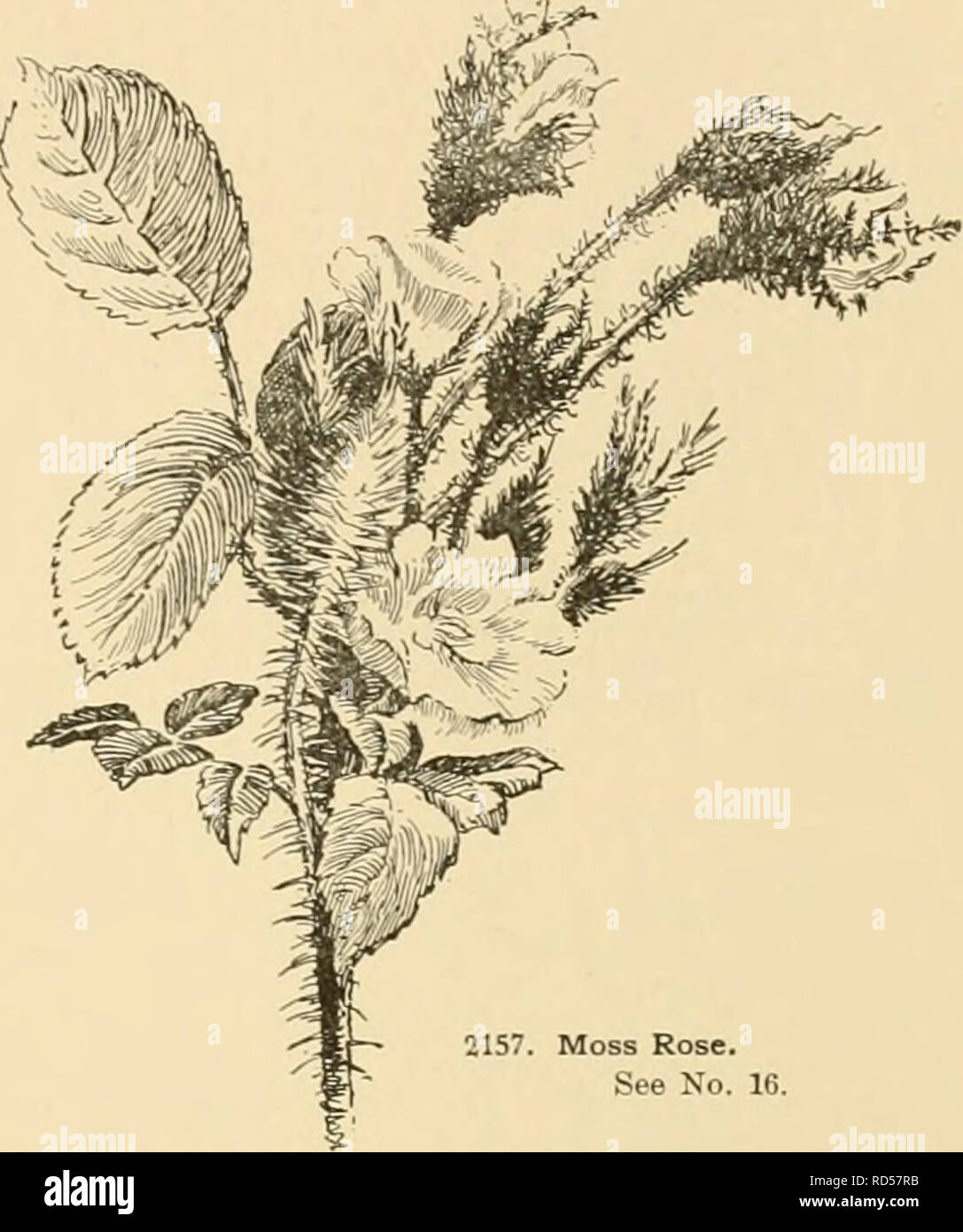 3 orange sepals hi-res stock photography and images - Alamy