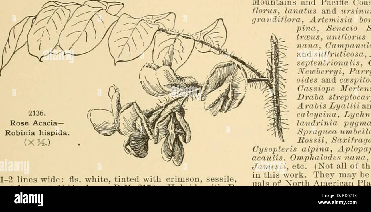 Rochea hi-res stock photography and images - Alamy