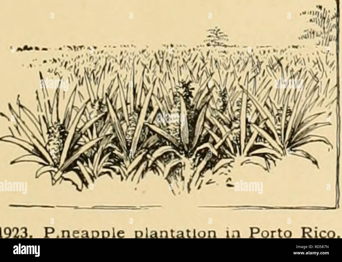 Castor bay hi-res stock photography and images - Alamy