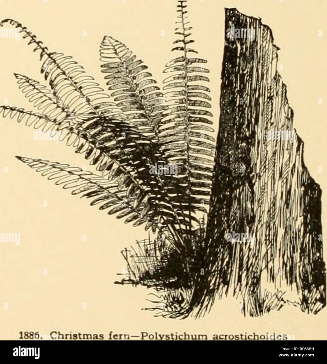 Aspidium aculeatum species hi-res stock photography and images - Alamy