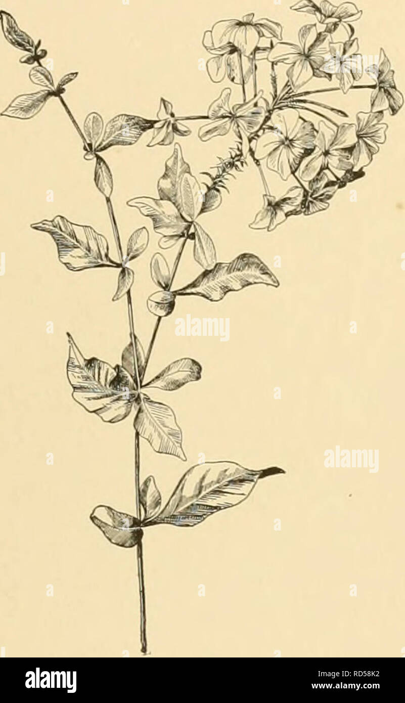 Simon plum hi-res stock photography and images - Alamy