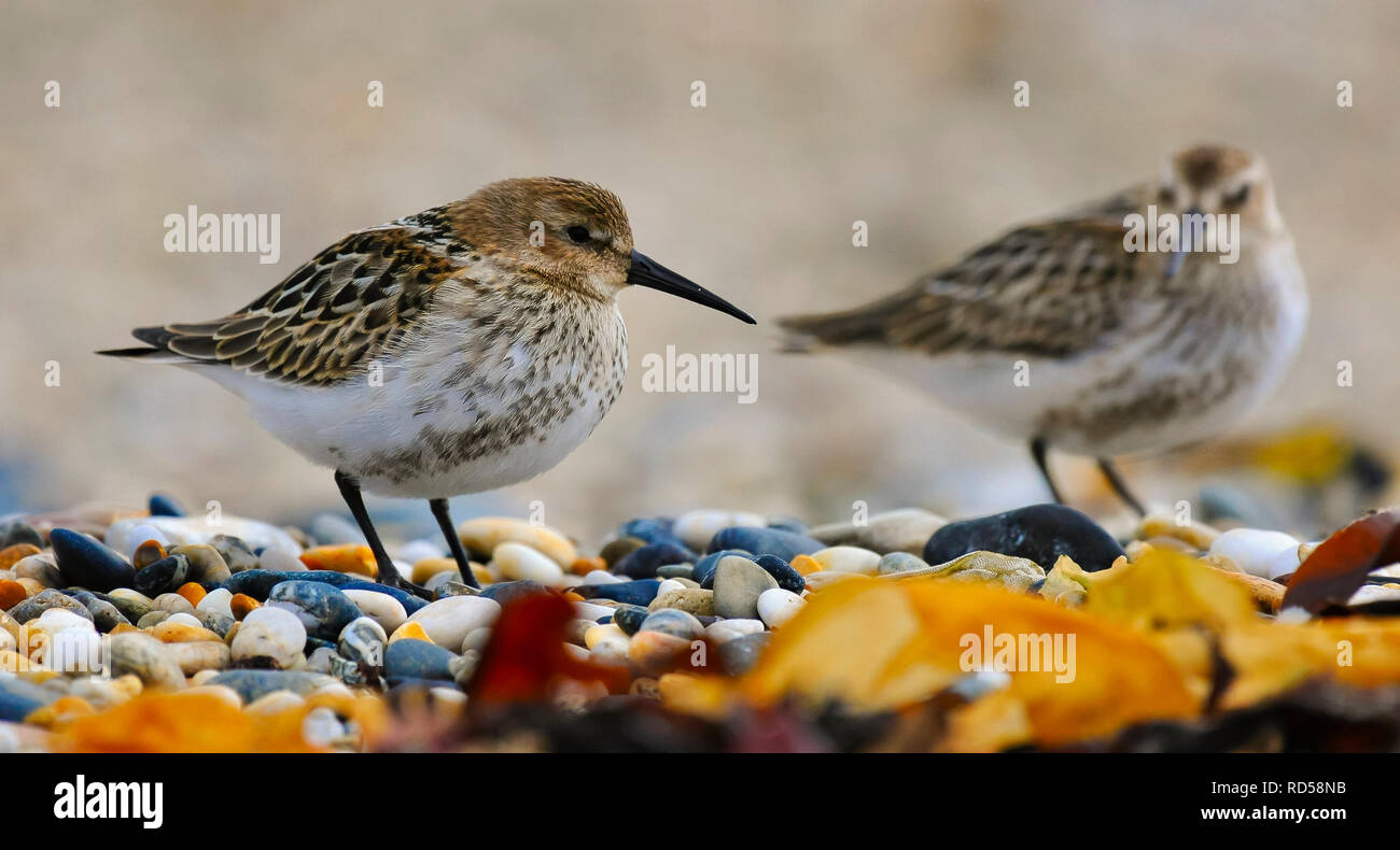 Dunlin wader hi-res stock photography and images - Alamy