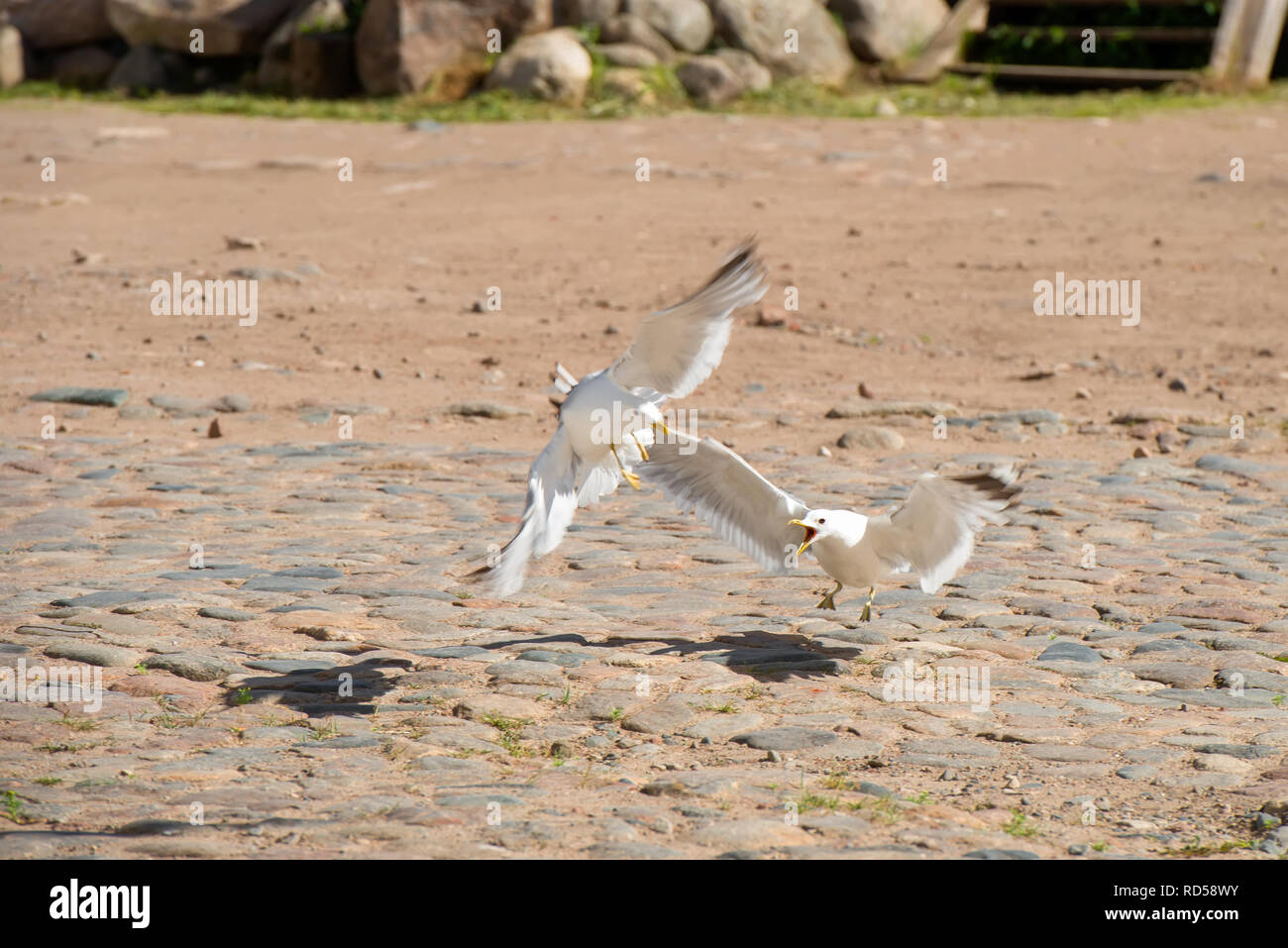 Rooster fight hi-res stock photography and images - Alamy