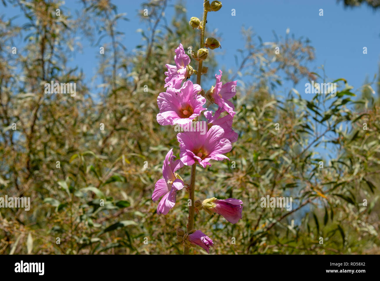 Selective focus image of a Bristly Hollyhock (Alcea setosa ...