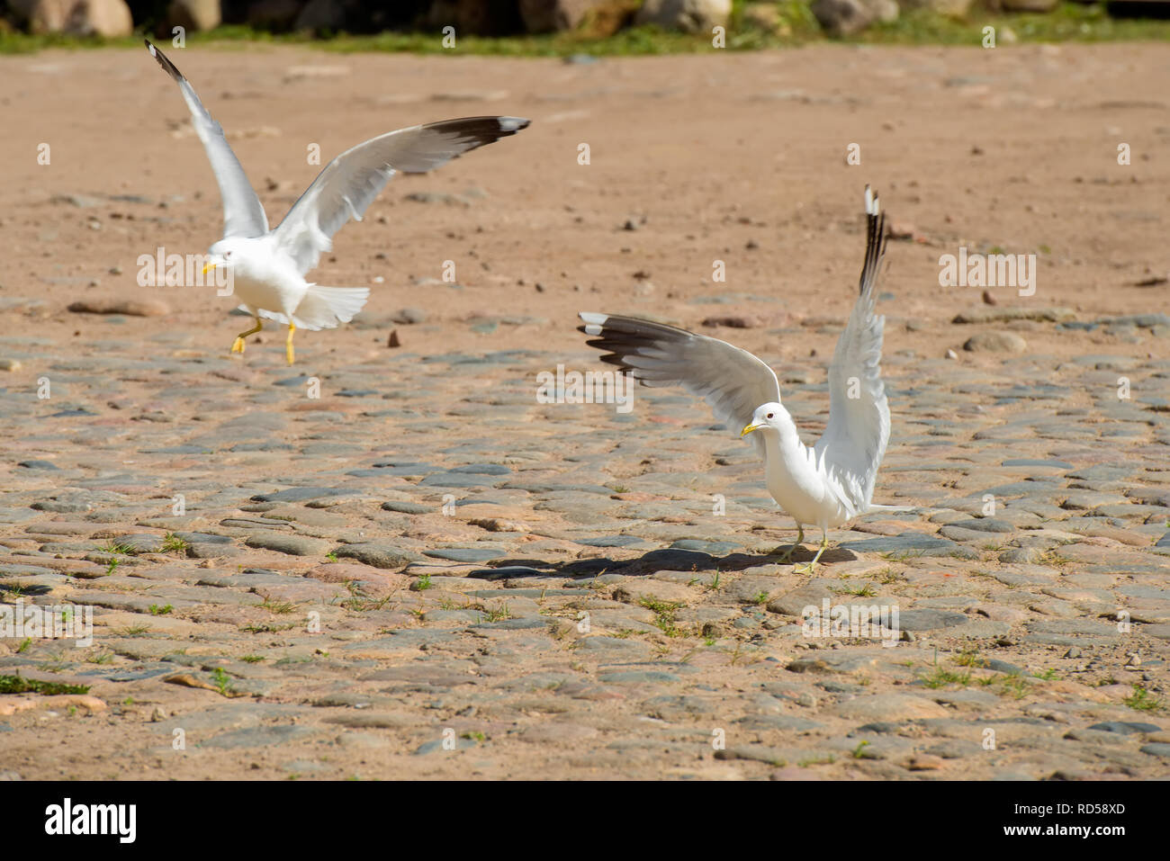 Rooster fight hi-res stock photography and images - Alamy