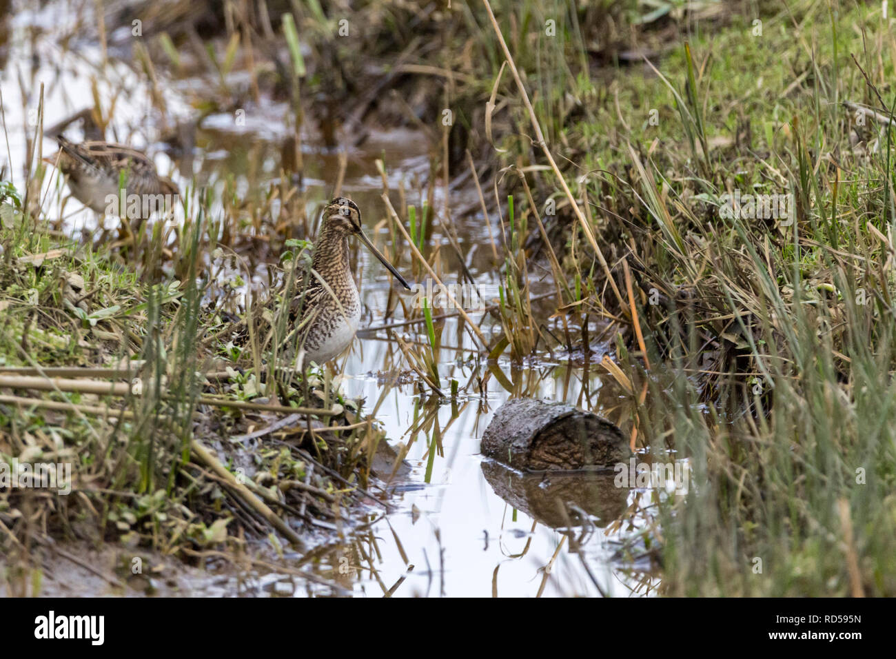 Snipe long billed waterfowl hi-res stock photography and images - Alamy