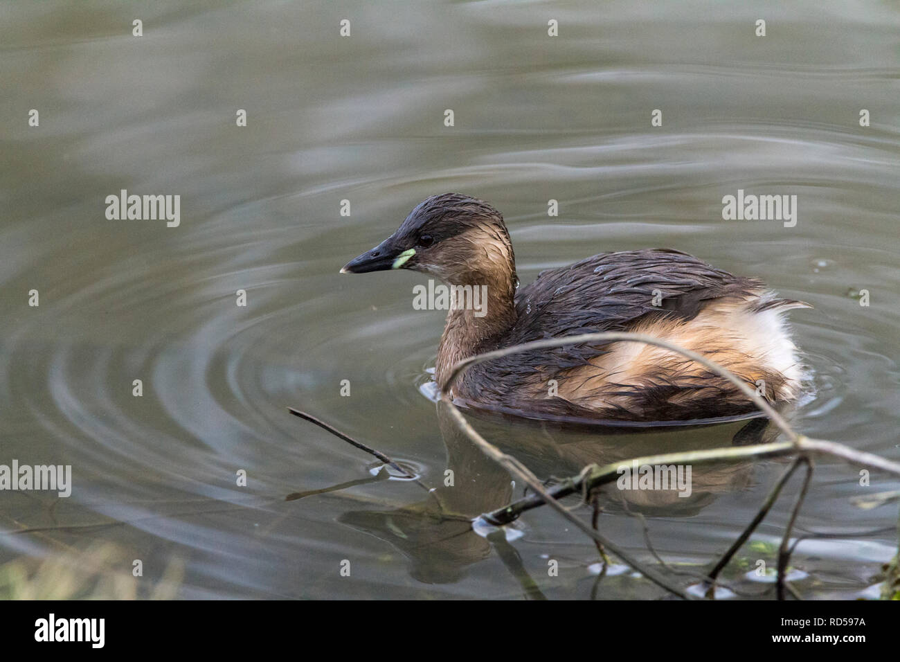 Little grebe looks for prey under branches hi-res stock photography and ...