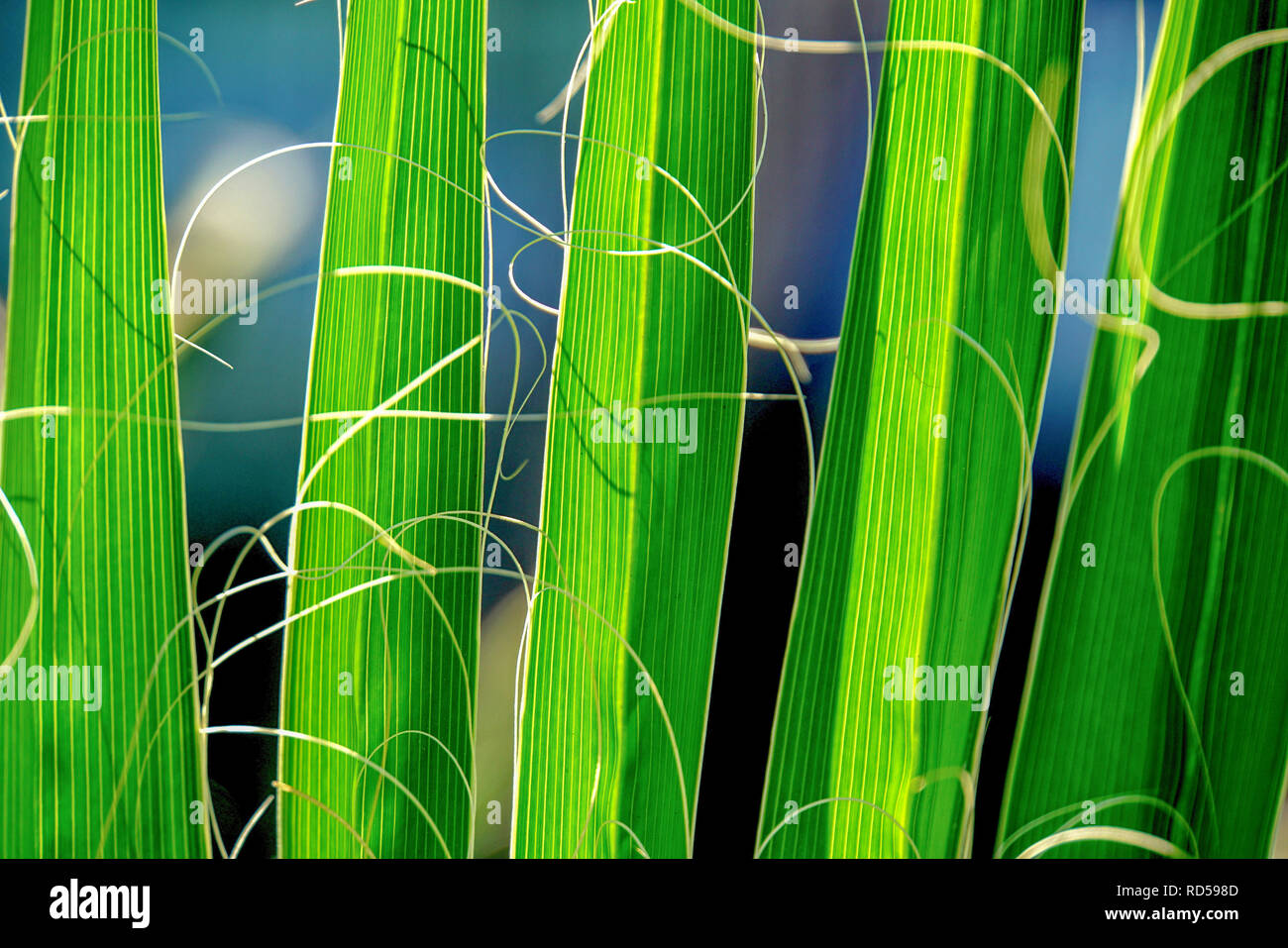 Monocot leaf hi-res stock photography and images - Alamy