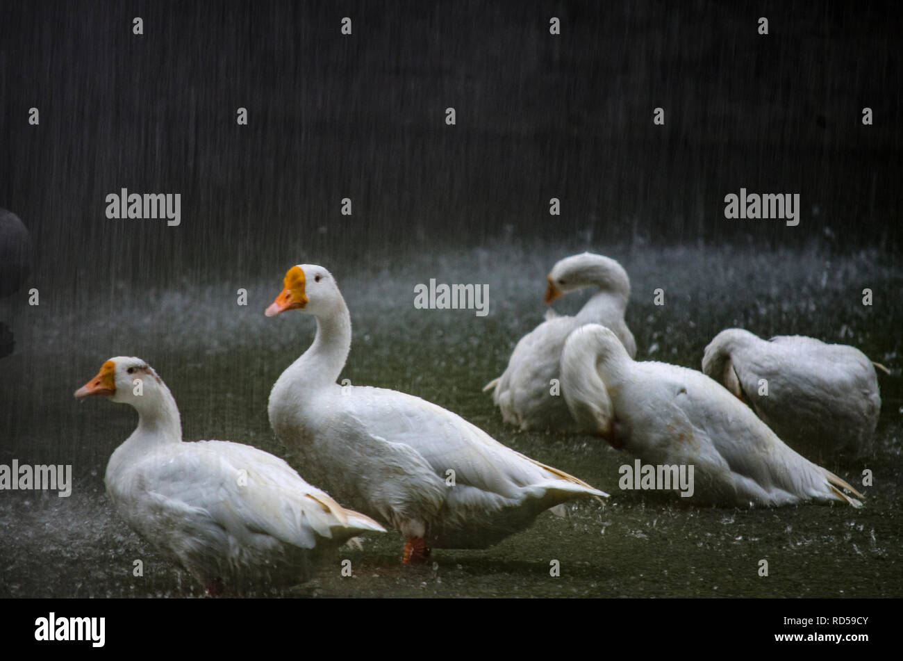 Domestic swan goose anser cygnoides hi-res stock photography and images ...