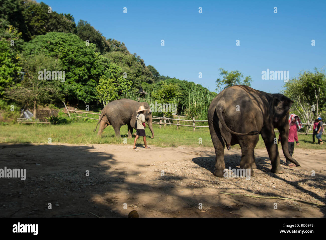 Kanta elephant sanctuary hi-res stock photography and images - Alamy