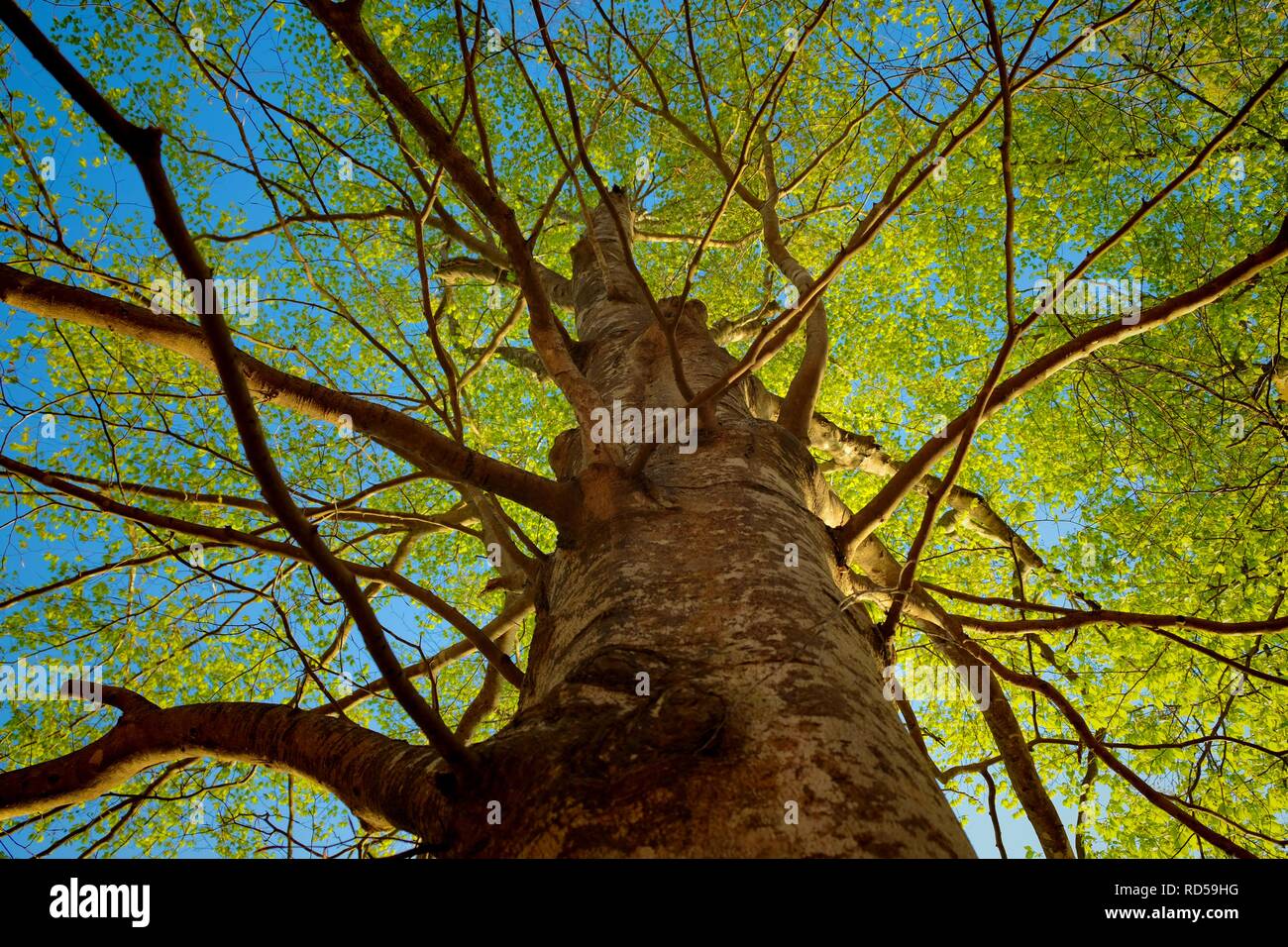 American Beech Tree High Resolution Stock Photography and Images - Alamy