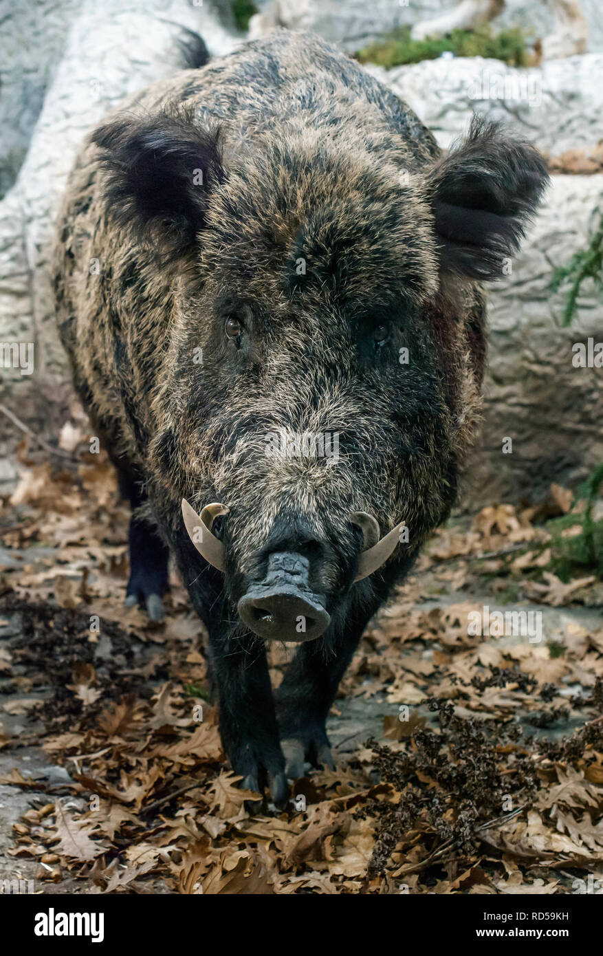Stuck Pig Stock Photos & Stuck Pig Stock Images - Alamy