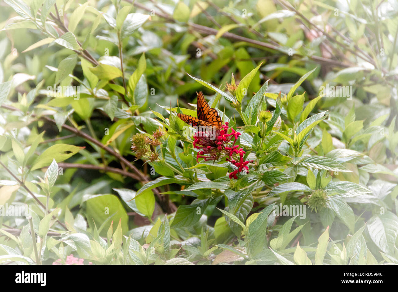 Orange fritillary butterfly on red star flowers bush (Pentas lanceolata ...