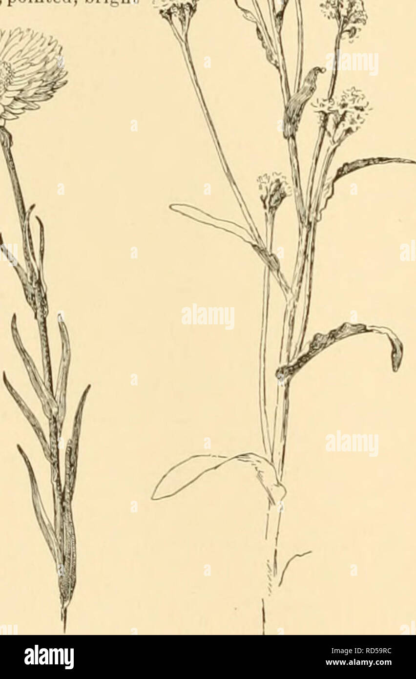 Plumose bristles hi-res stock photography and images - Alamy