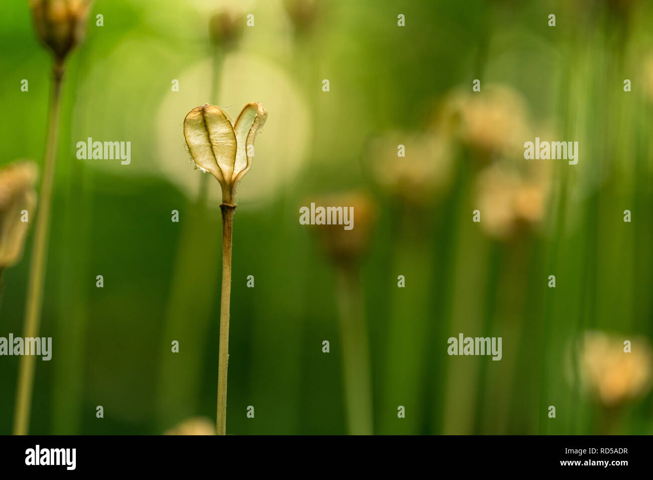 Grass seed pod hi-res stock photography and images - Alamy