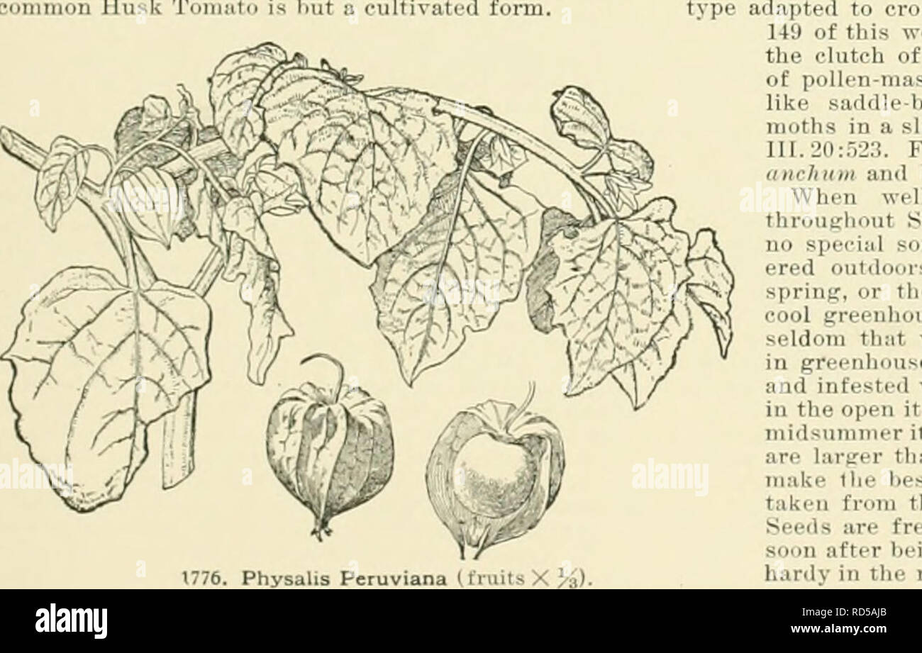 Dwarf cape gooseberry hi-res stock photography and images - Alamy