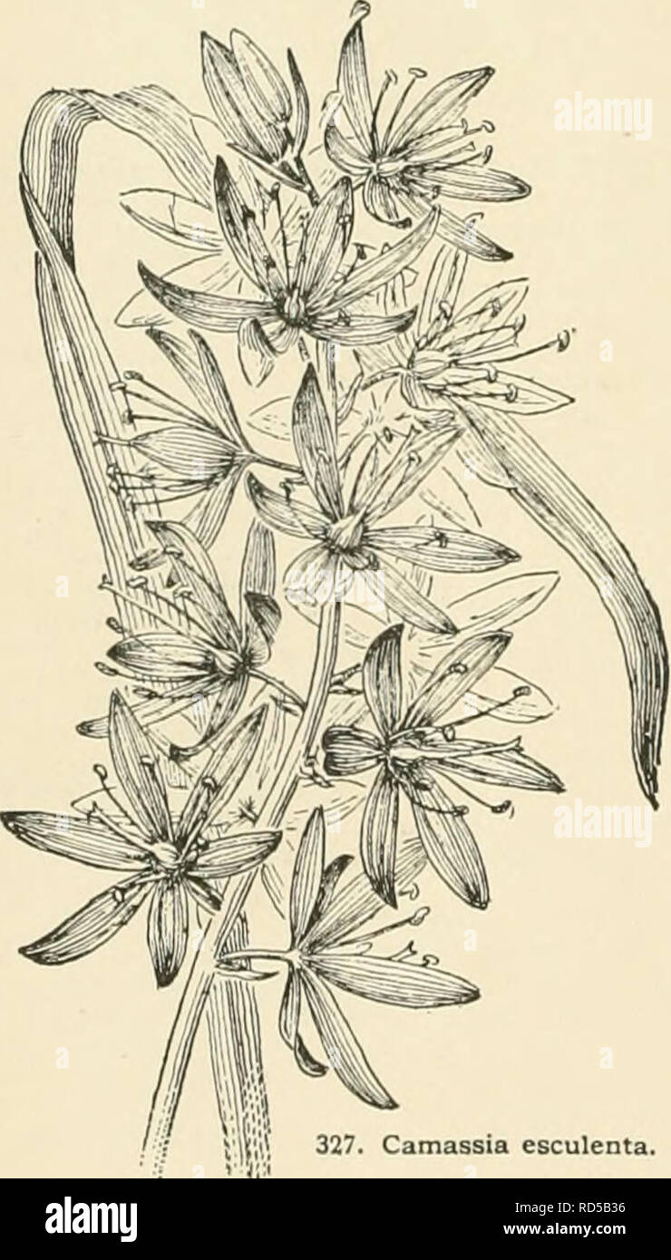 Connate fruits hi-res stock photography and images - Alamy