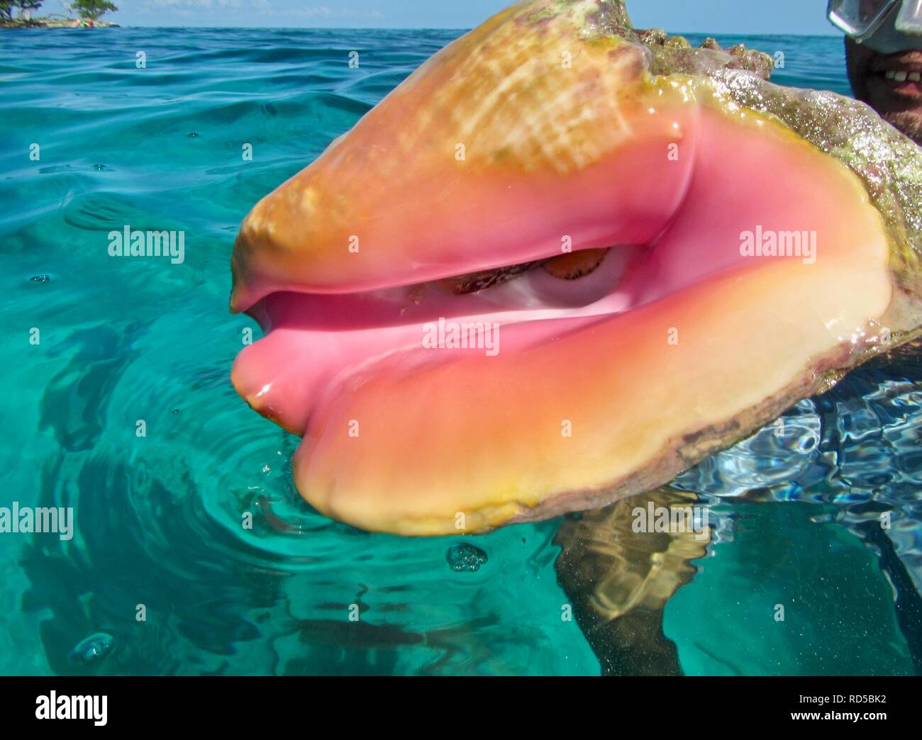 Sea snail tropical green hi-res stock photography and images - Alamy