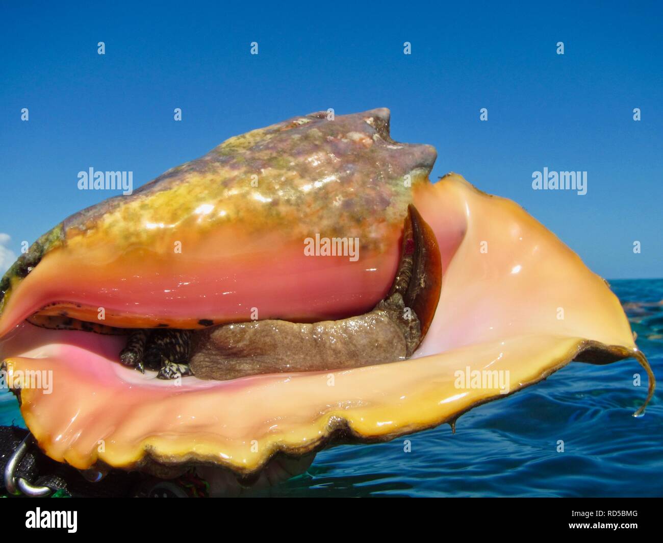 A wild Queen Conch in the Caribbean Stock Photo - Alamy