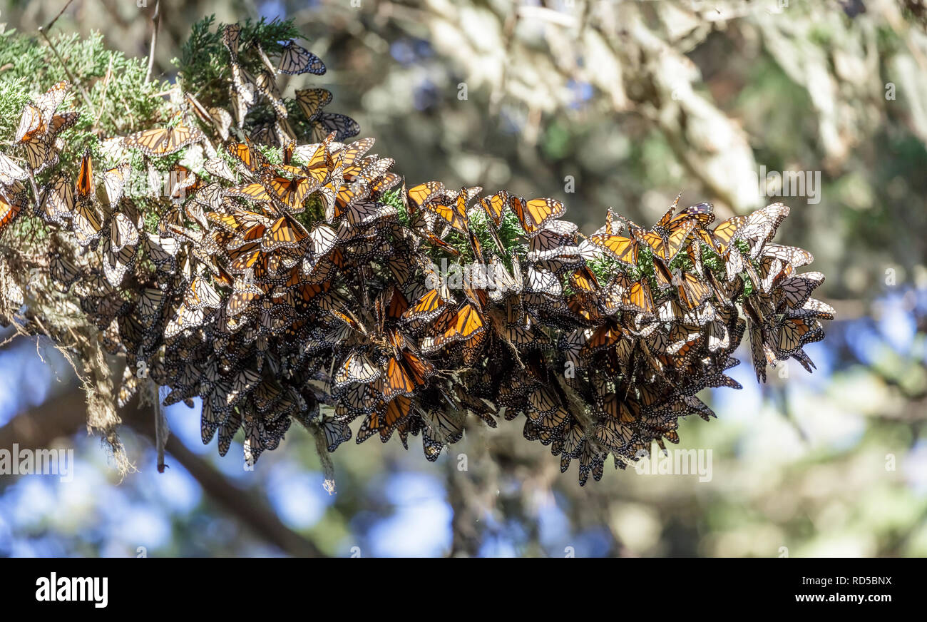 Monarch butterfly winter hi-res stock photography and images - Alamy