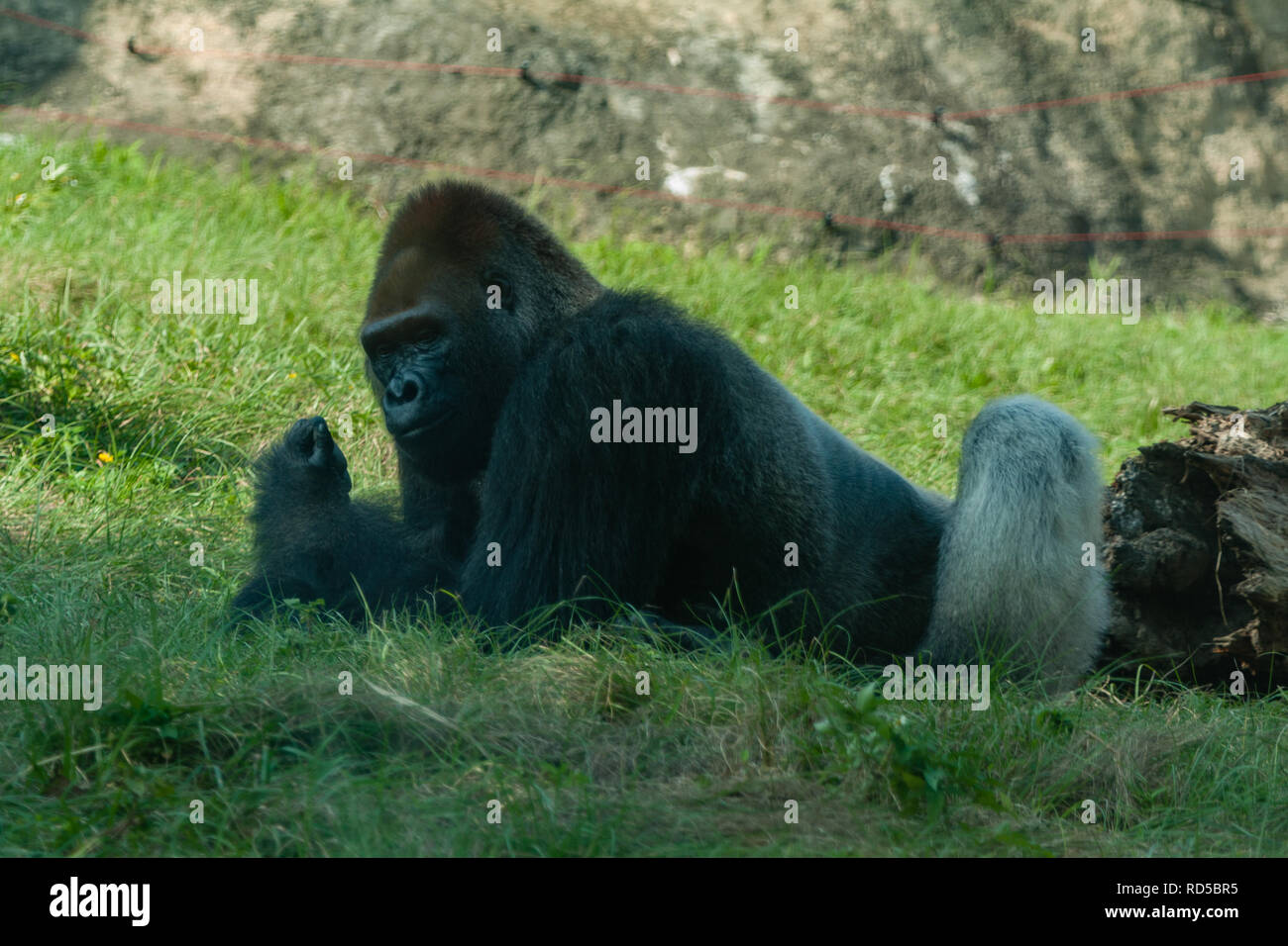 Western Lowland Gorilla Zoo High Resolution Stock Photography and ...