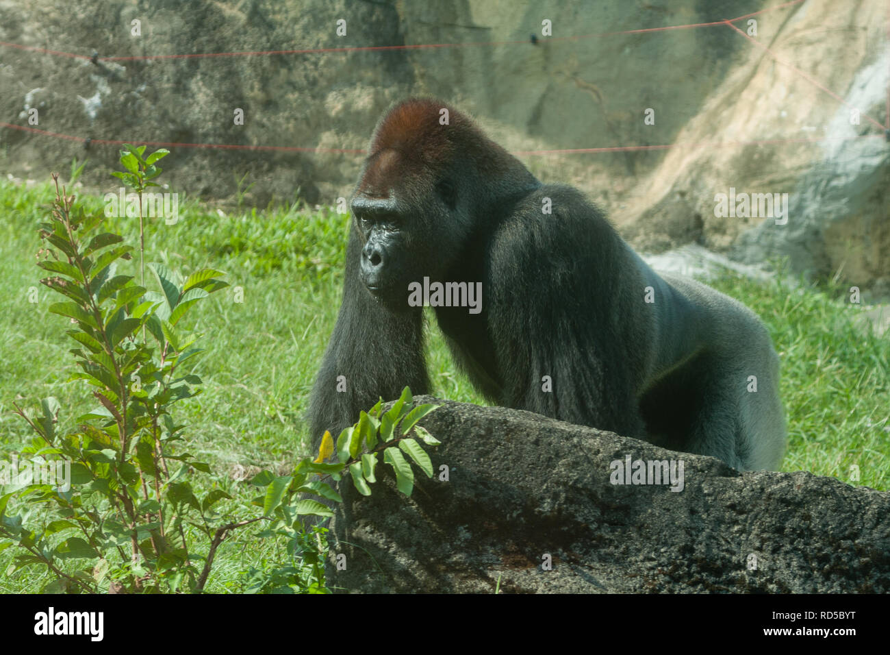 Knuckle walking hi-res stock photography and images - Alamy
