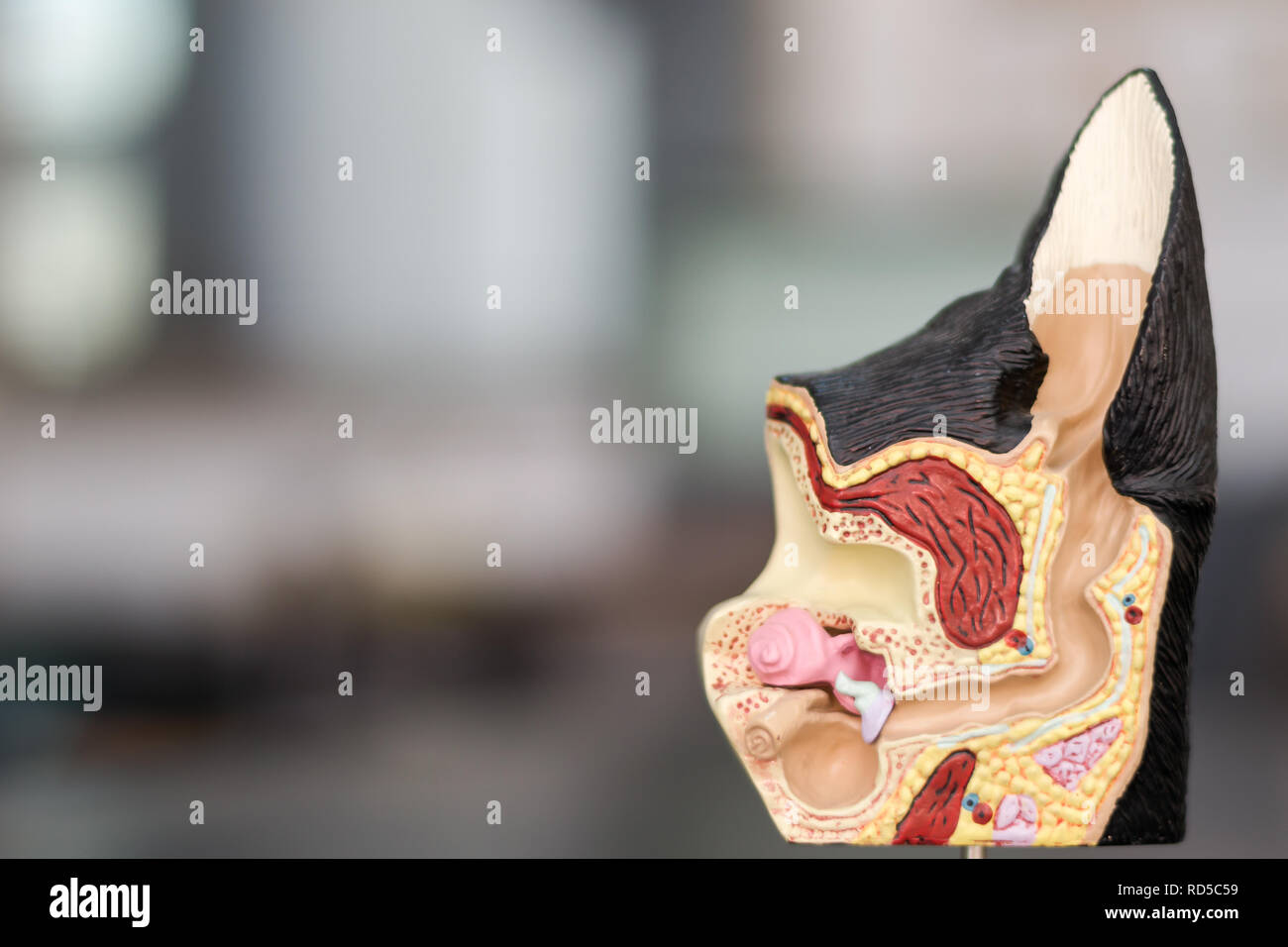 dog ear anatomy mold Stock Photo - Alamy
