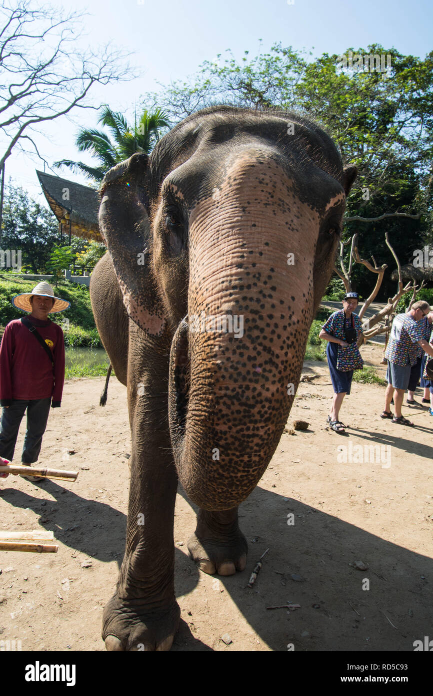 Kanta elephant sanctuary hi-res stock photography and images - Alamy