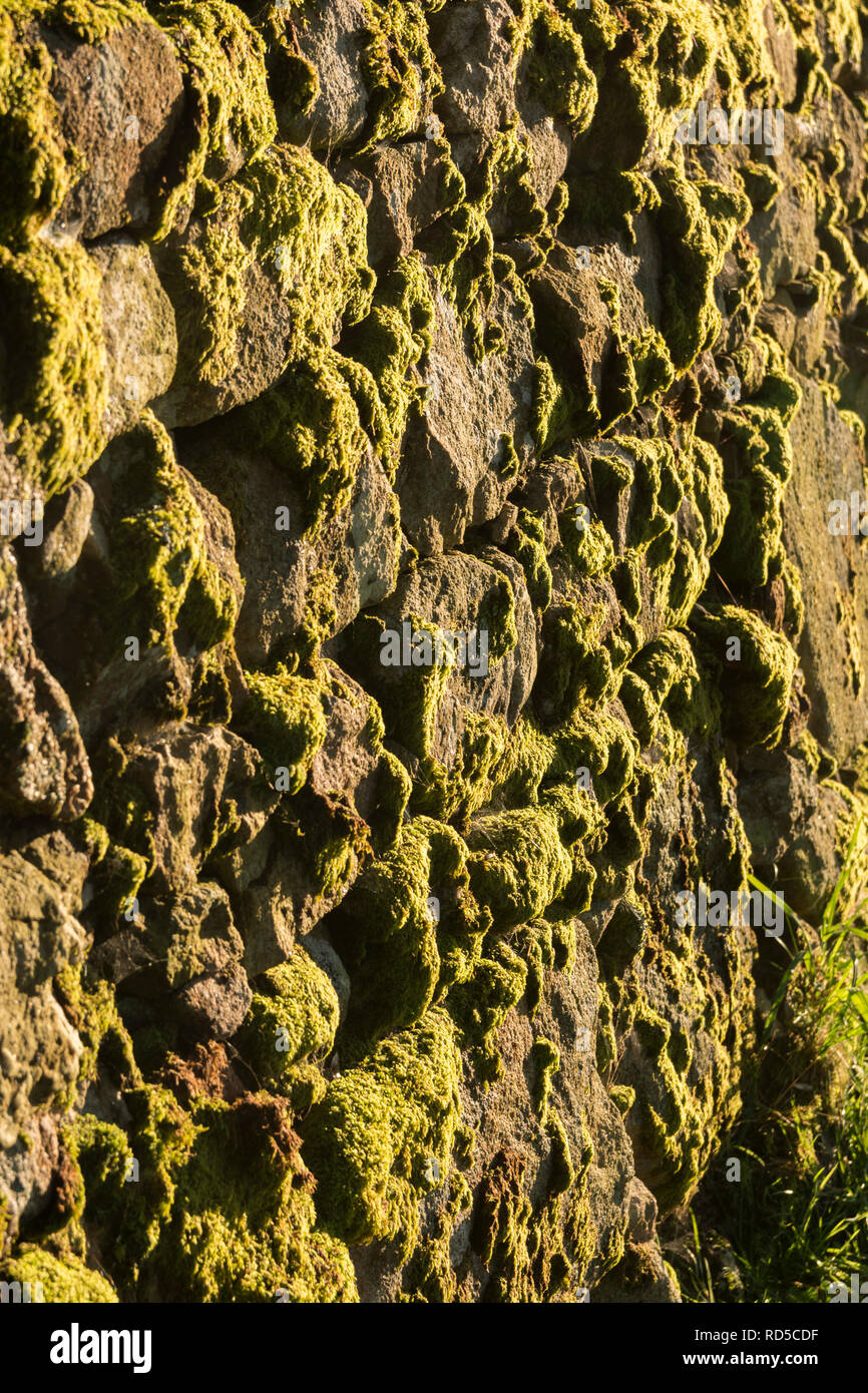 Tarves hi-res stock photography and images - Alamy