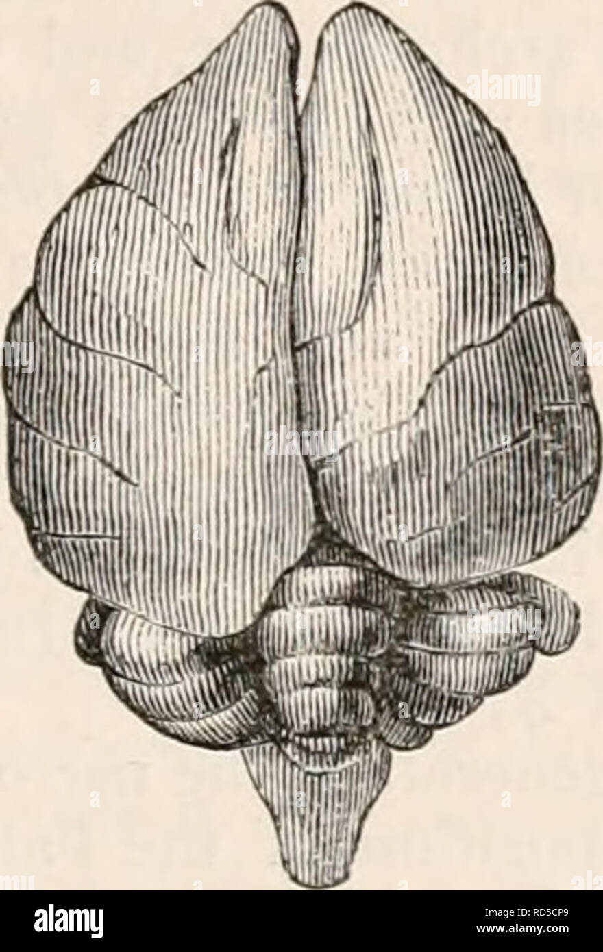 . The cyclopædia of anatomy and physiology. Anatomy; Physiology ...