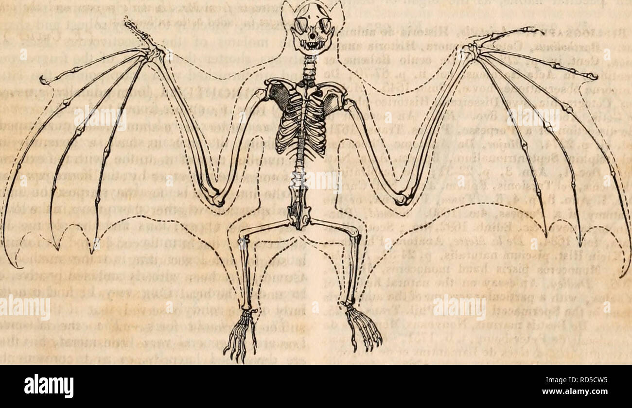 Galeopithecus hi-res stock photography and images - Alamy