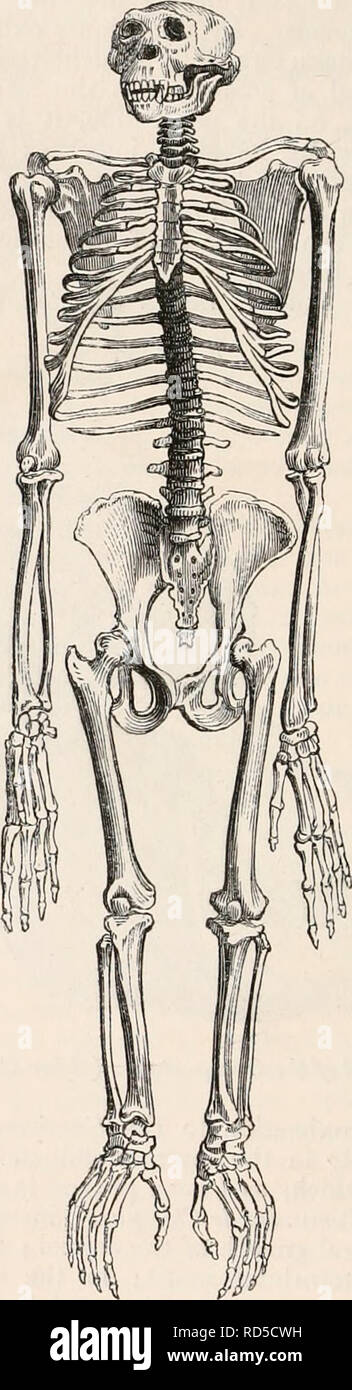 . The cyclopædia of anatomy and physiology. Anatomy; Physiology ...